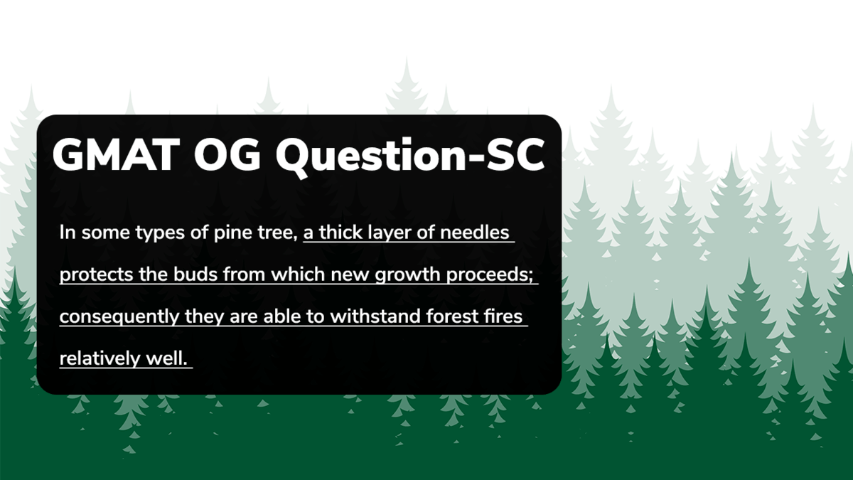 [OG Solution] In some types of pine tree, a thick layer of needles..